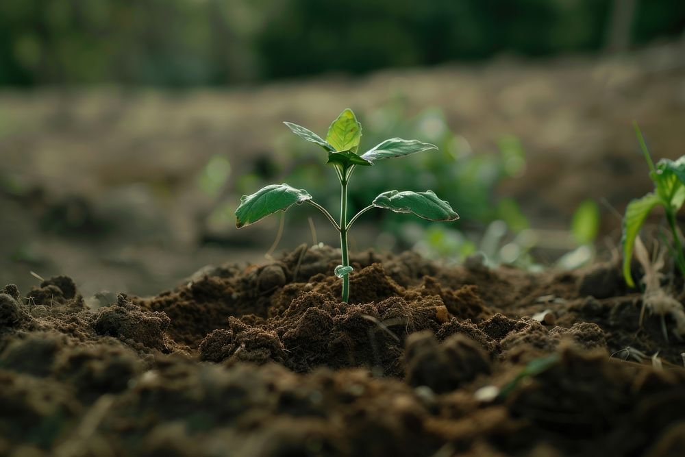 plant rising dirt outdoors field | Premium Photo - rawpixel