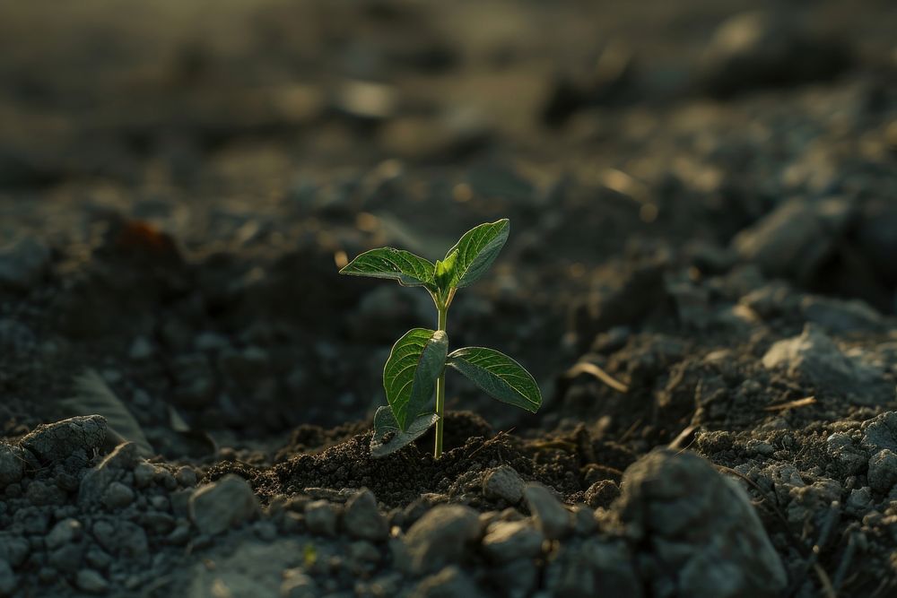 plant rising dirt outdoors soil | Free Photo - rawpixel