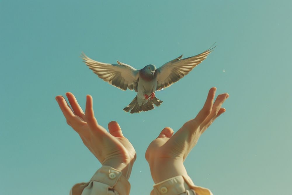 Free bird pigeon flying hand | Premium Photo - rawpixel