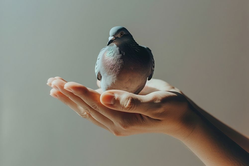 Free bird pigeon hand animal | Free Photo - rawpixel