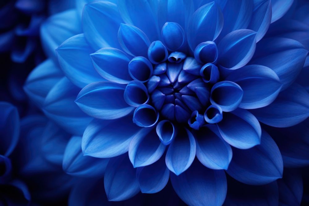 Blue flower macro photography inflorescence | Premium Photo - rawpixel