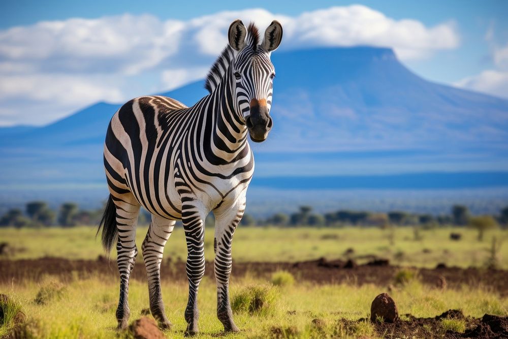Zebra field grassland wildlife. | Free Photo - rawpixel