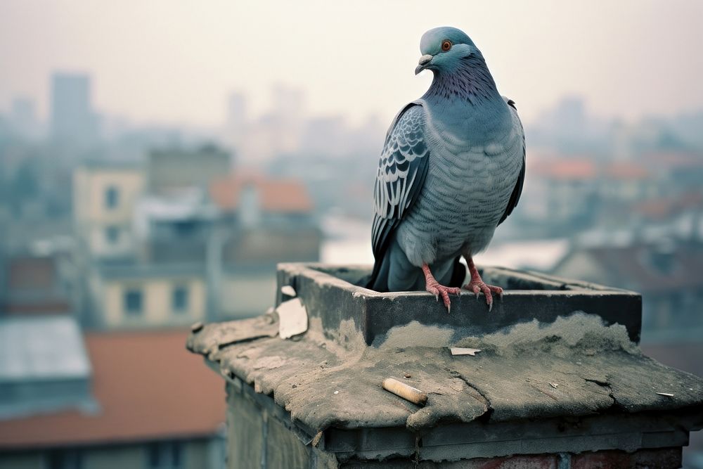 Pigeon animal bird architecture. | Premium Photo - rawpixel