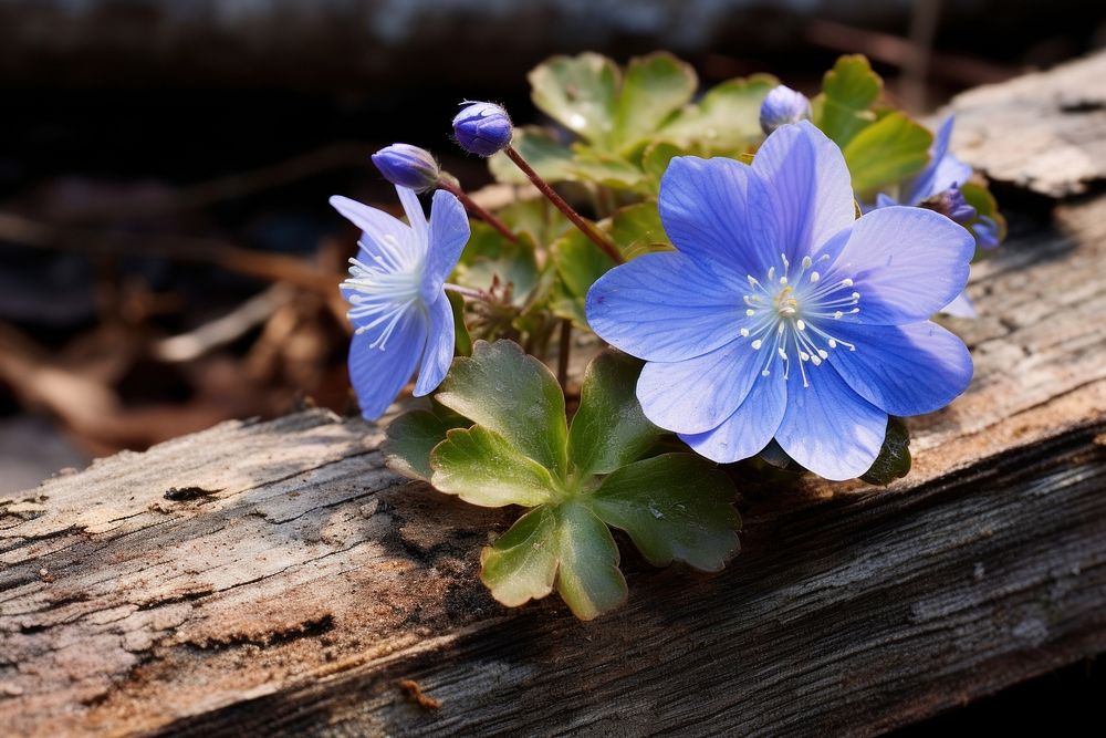 Blue flower Spring blossom plant | Free Photo - rawpixel