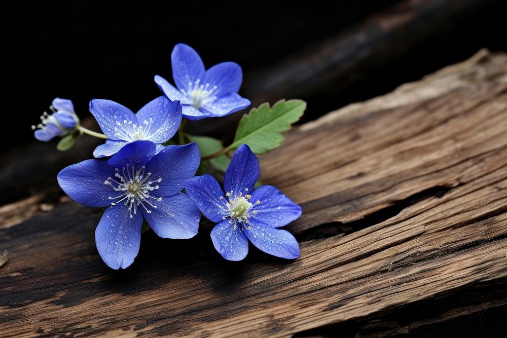 Blue flower Spring blossom plant | Premium Photo - rawpixel