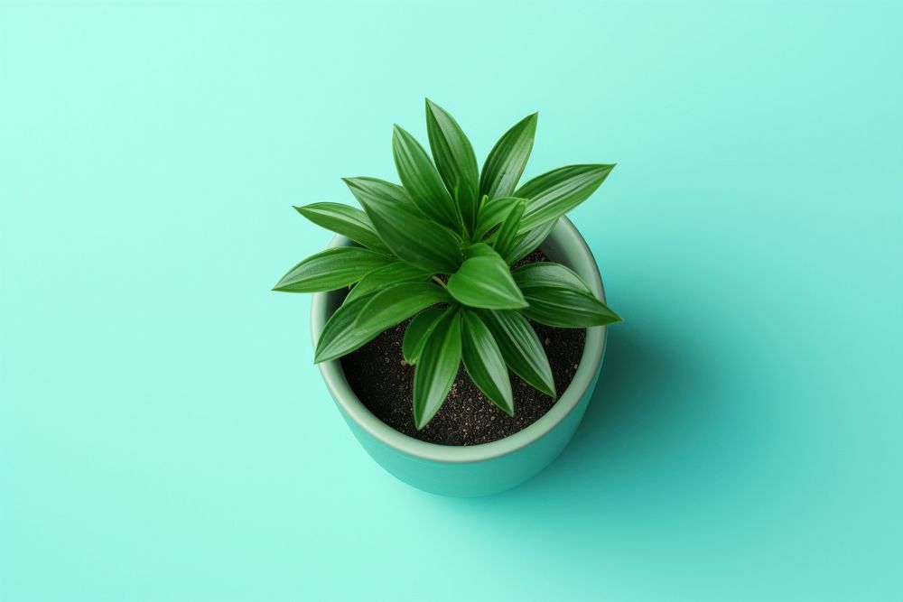 Plant pot leaf houseplant freshness. | Free Photo - rawpixel
