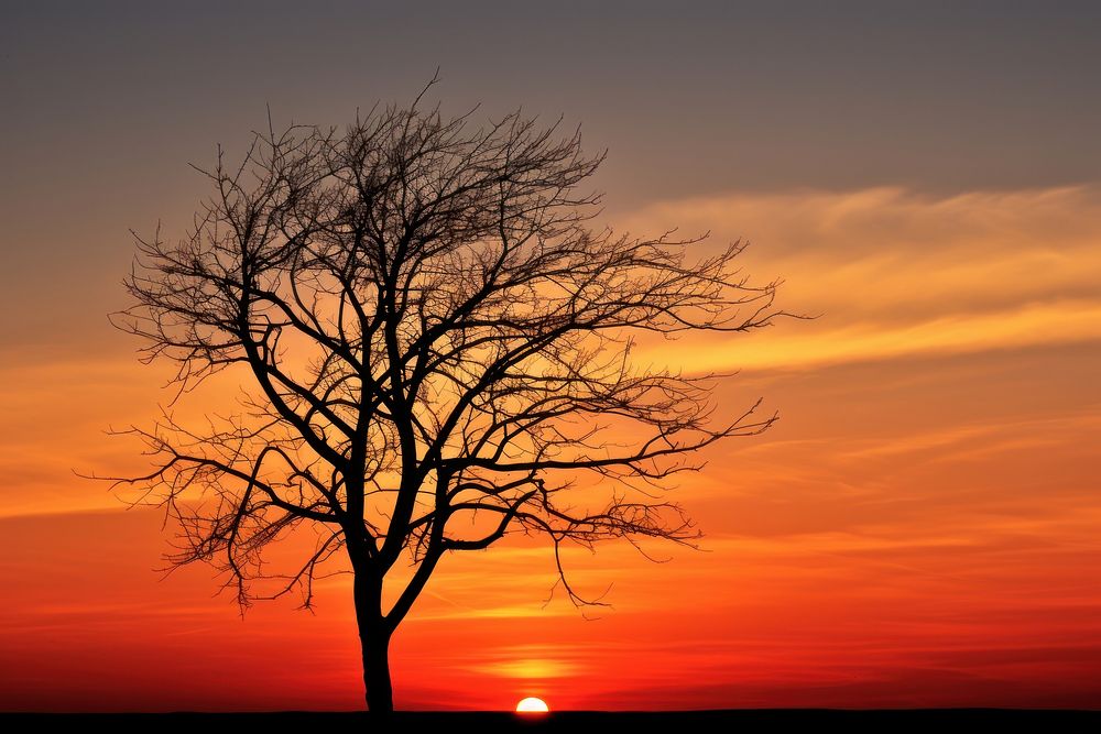 Tree outdoors sunset nature. | Premium Photo - rawpixel