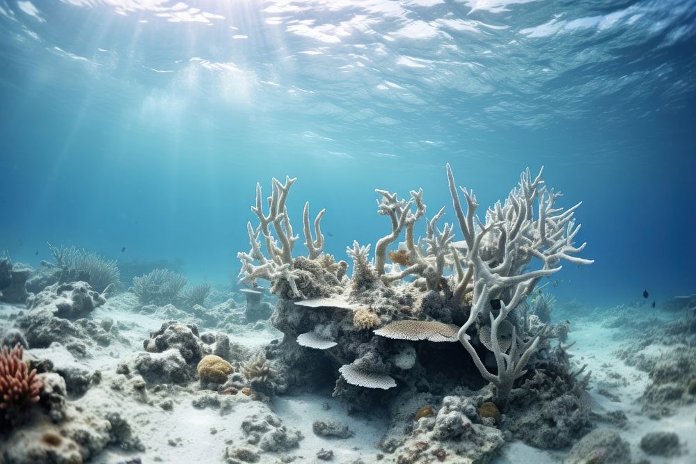 Dead coral reef underwater outdoors | Premium Photo - rawpixel