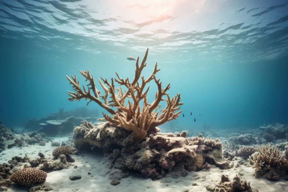 Dead coral reef underwater outdoors | Premium Photo - rawpixel