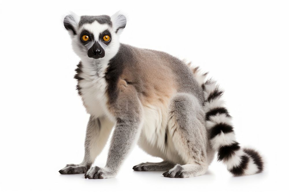 Lemur wildlife animal mammal. | Premium Photo - rawpixel