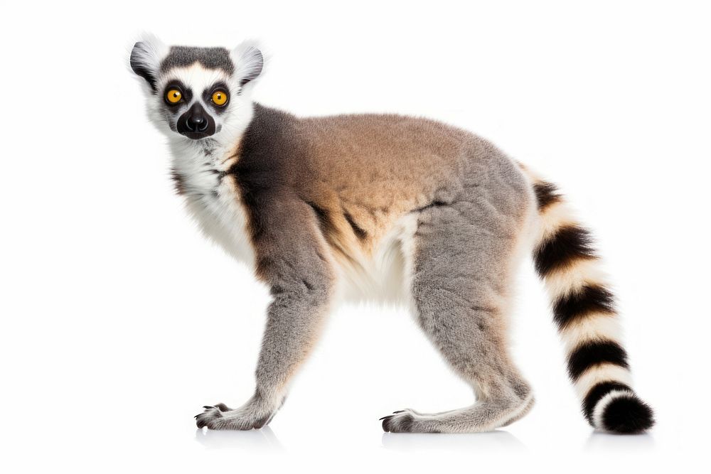 Lemur wildlife animal mammal. | Premium Photo - rawpixel