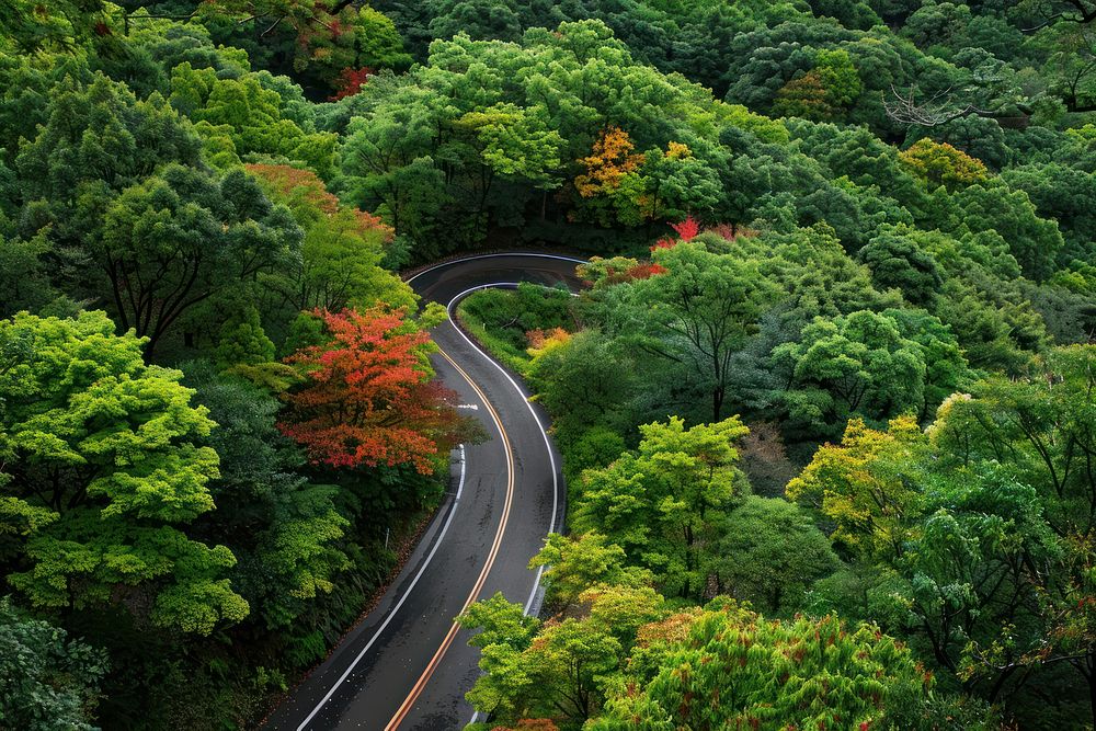 Road forest outdoors woodland. | Free Photo - rawpixel
