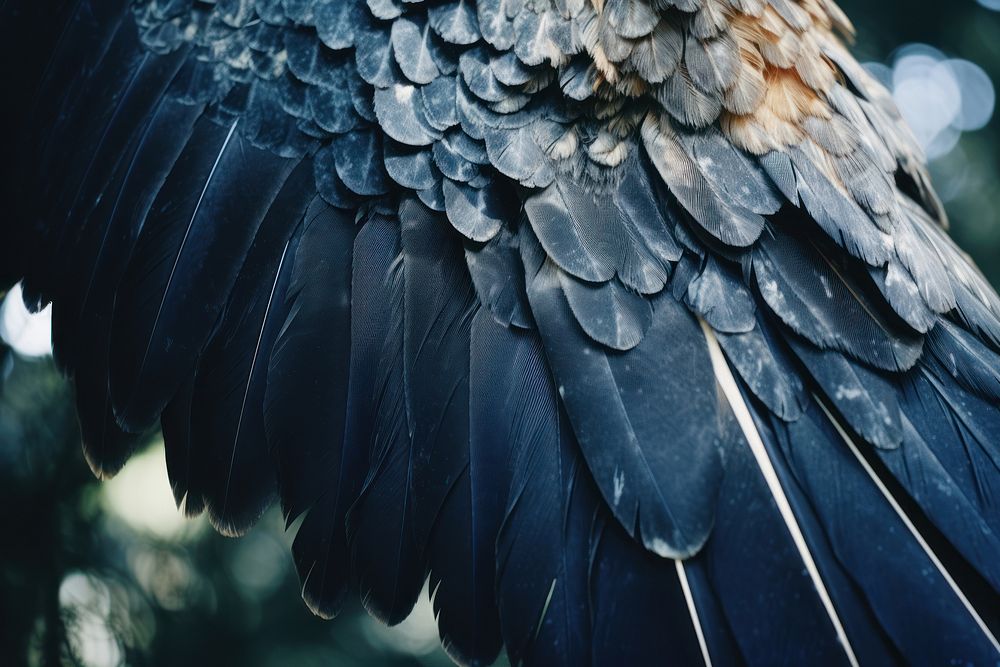 Bird wings animal beak wildlife. | Premium Photo - rawpixel