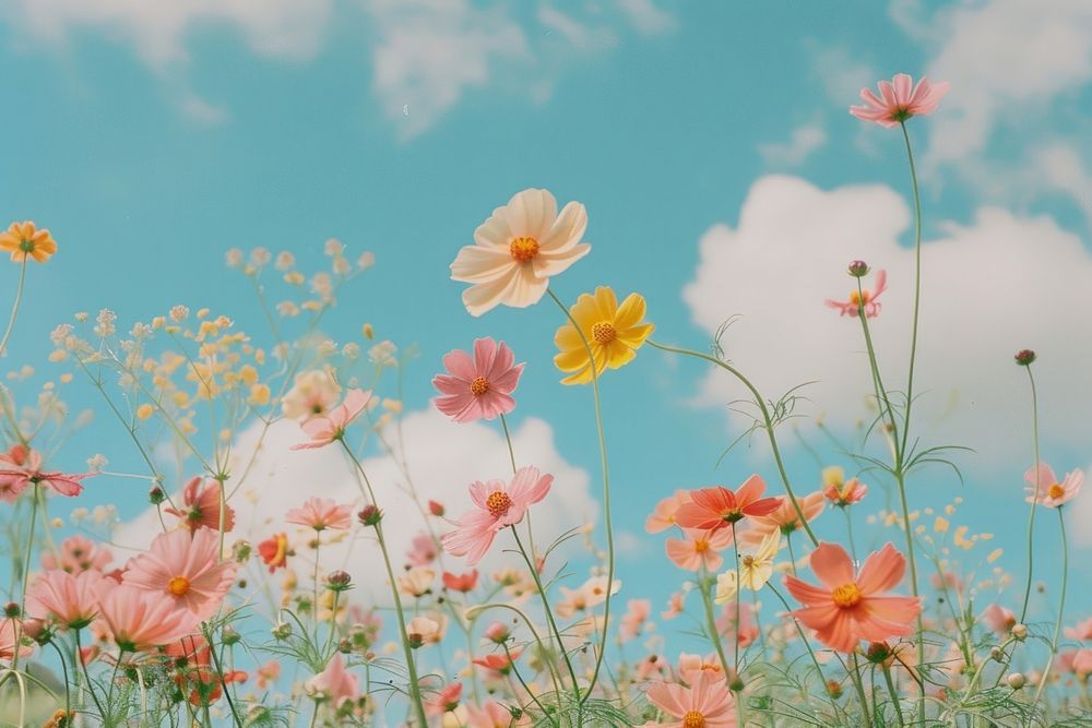Colorful flower field backgrounds outdoors | Premium Photo - rawpixel