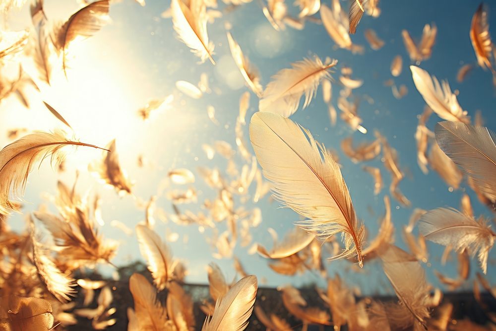 Feather falling sunlight outdoors nature. | Free Photo - rawpixel