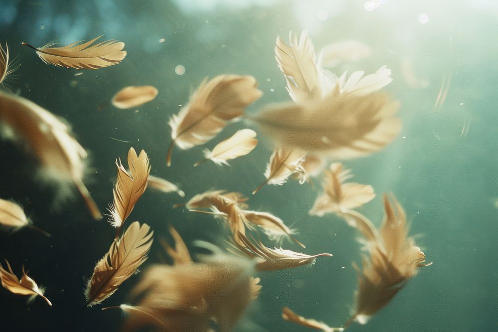 Feather falling outdoors nature animal. | Premium Photo - rawpixel