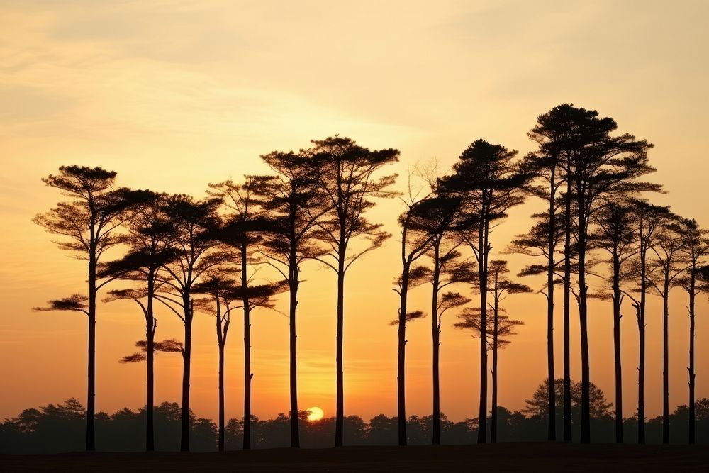Treeline silhouette sunset sky sunlight. | Premium Photo - rawpixel