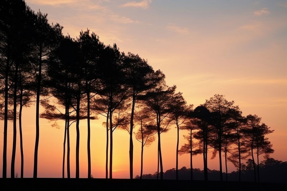 Treeline silhouette sunset sky landscape. | Premium Photo - rawpixel