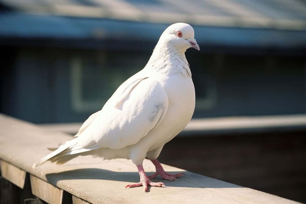White Pigeon pigeon animal bird. | Free Photo - rawpixel