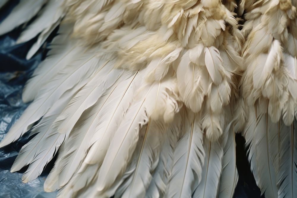 Wings animal angel bird. | Free Photo - rawpixel