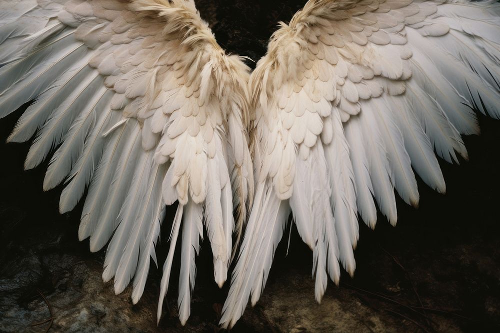 Wings angel bird archangel. | Premium Photo - rawpixel