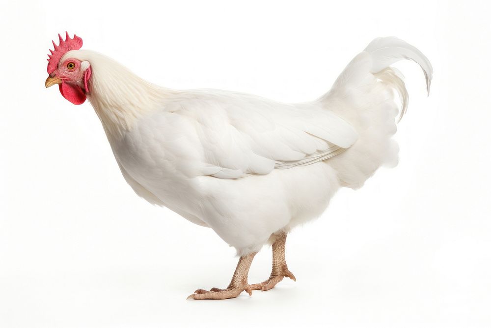 White Hen chicken poultry animal. | Premium Photo - rawpixel