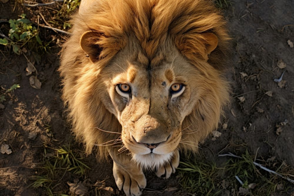 Lion looking camera animal wildlife | Premium Photo - rawpixel