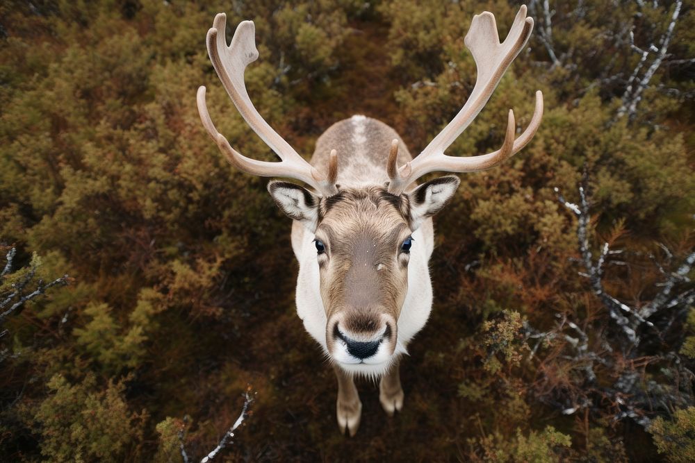 Reindeer looking camera animal wildlife | Premium Photo - rawpixel