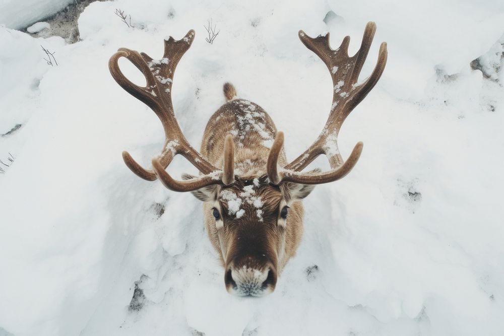 Reindeer looking camera animal wildlife | Premium Photo - rawpixel