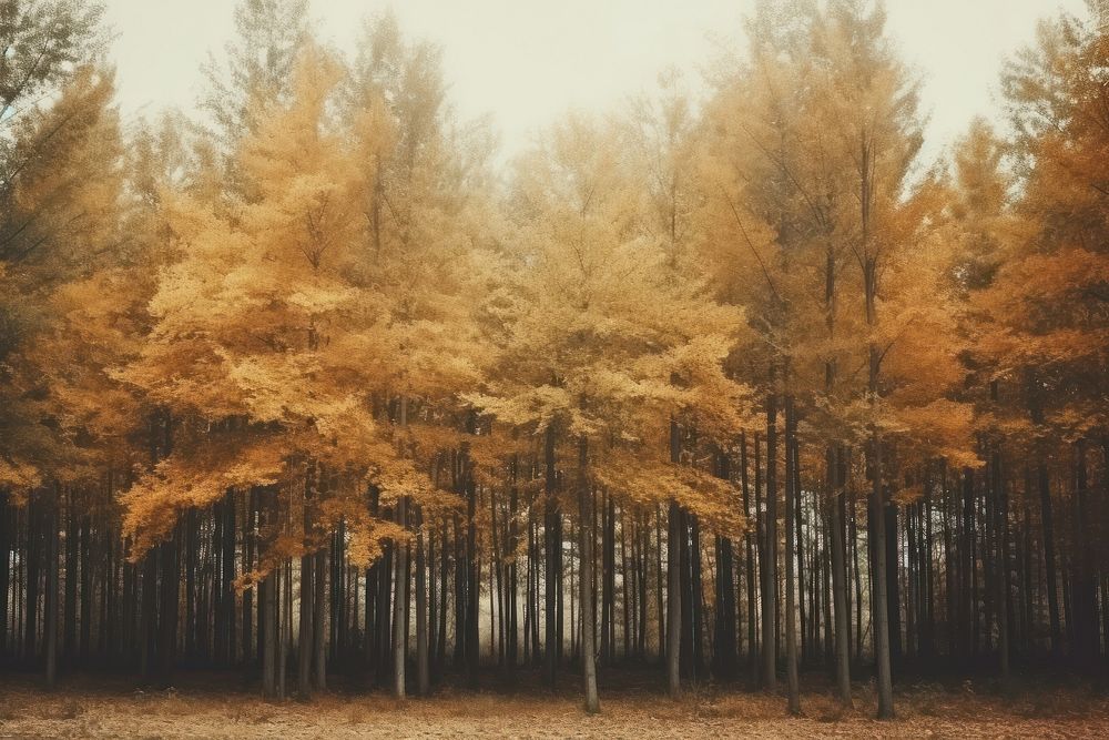 Autumn forest treeline landscape backgrounds | Premium Photo - rawpixel