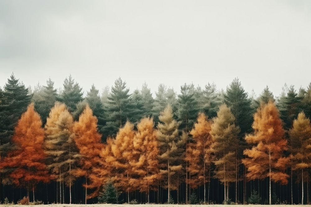 Autumn forest treeline landscape backgrounds | Premium Photo - rawpixel