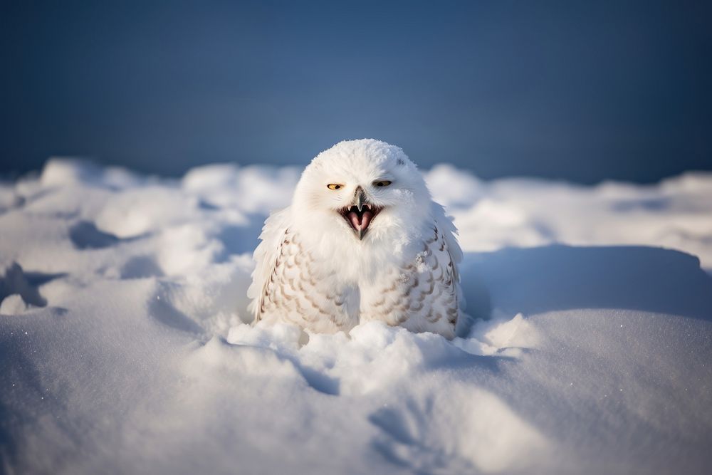 Cute snowy owl good laugh | Free Photo - rawpixel