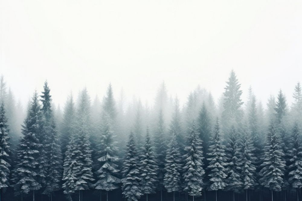 Snow forest treeline landscape backgrounds | Premium Photo - rawpixel