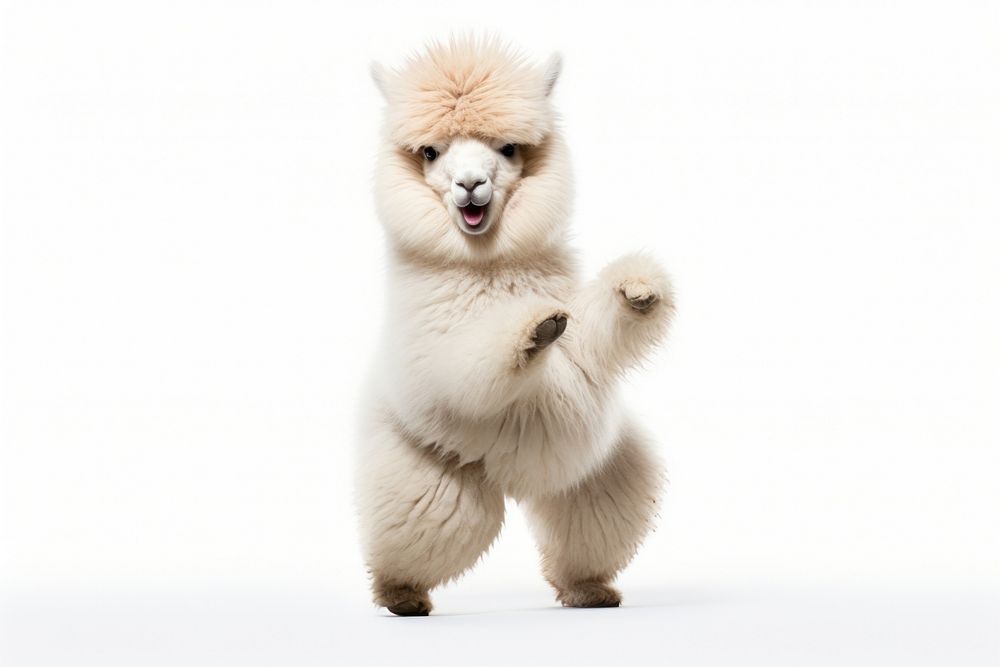 Happy smiling dancing alpaca mammal | Premium Photo - rawpixel