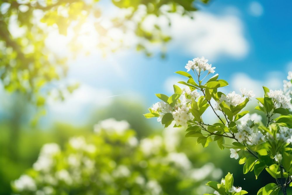 Spring nature sky backgrounds sunlight. | Premium Photo - rawpixel
