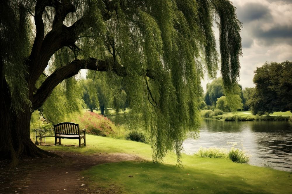 Willow tree willow landscape outdoors. | Free Photo - rawpixel
