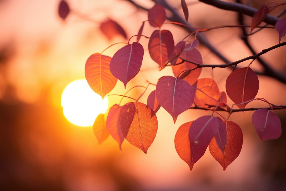 Sunset leaves backgrounds plant leaf | Free Photo - rawpixel