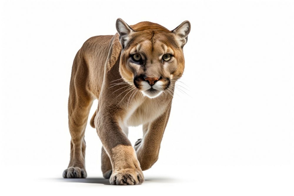 Puma wildlife animal mammal. | Free Photo - rawpixel