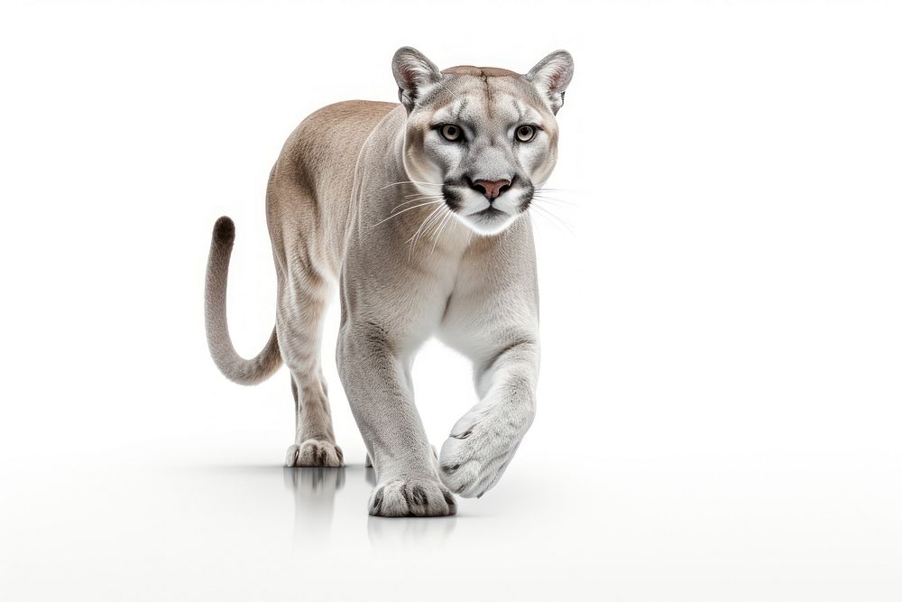 Puma wildlife animal mammal. | Free Photo - rawpixel