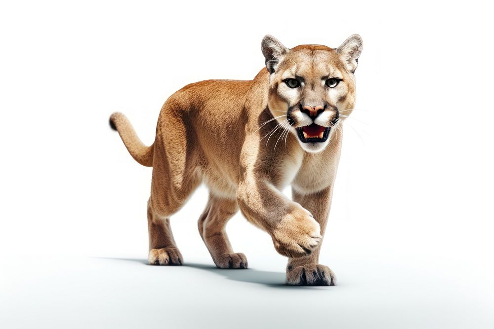 Puma wildlife mammal animal | Premium Photo - rawpixel