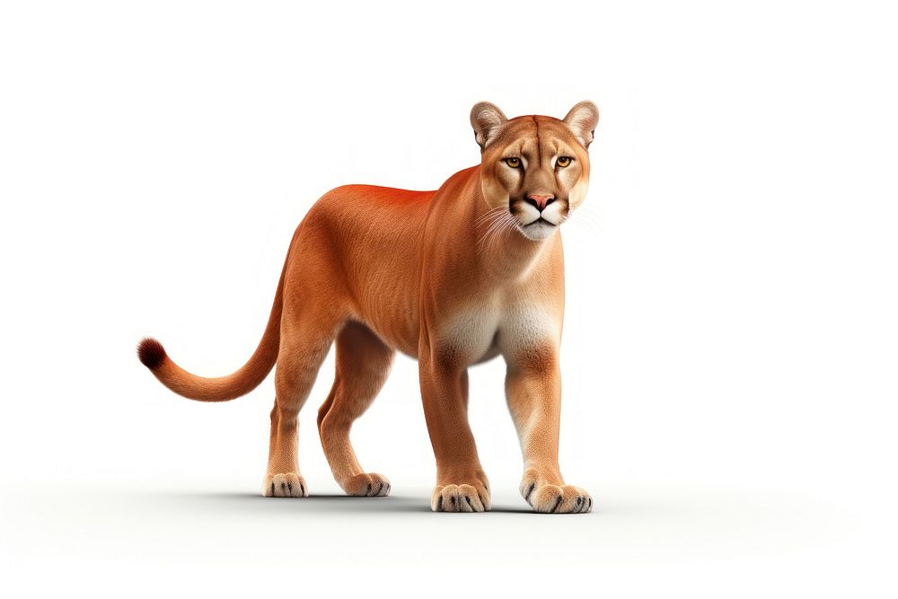 Puma wildlife mammal animal. | Premium Photo - rawpixel