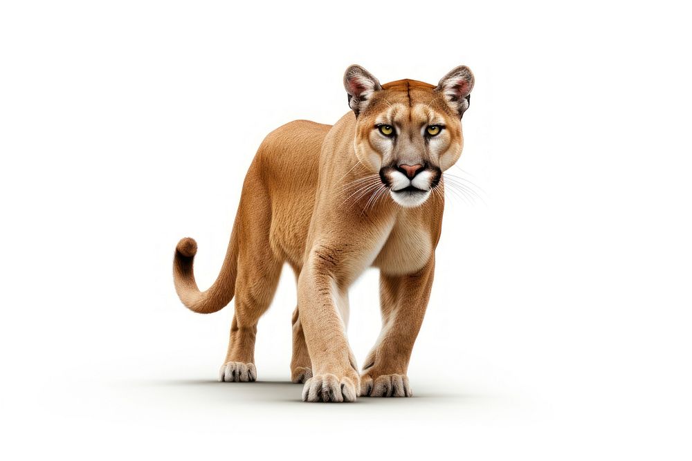 Puma wildlife animal mammal. | Free Photo - rawpixel