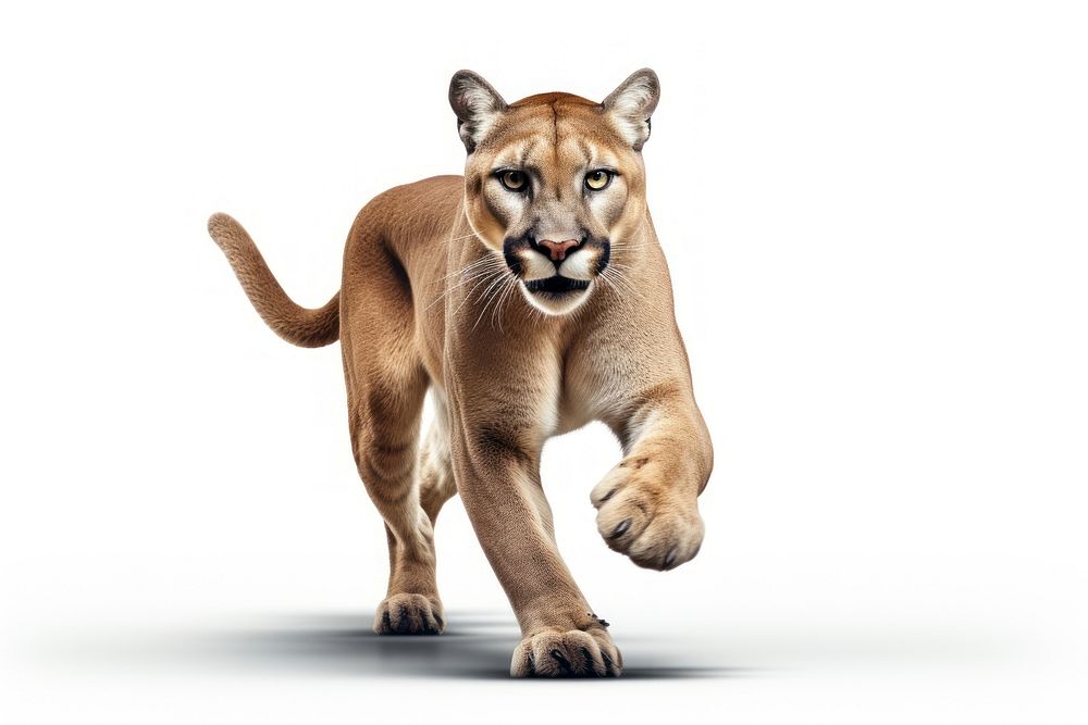 Puma wildlife animal mammal. | Premium Photo - rawpixel