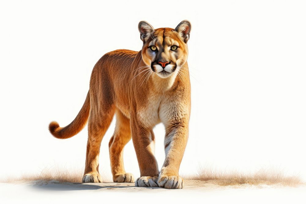 Puma wildlife animal mammal. | Free Photo - rawpixel