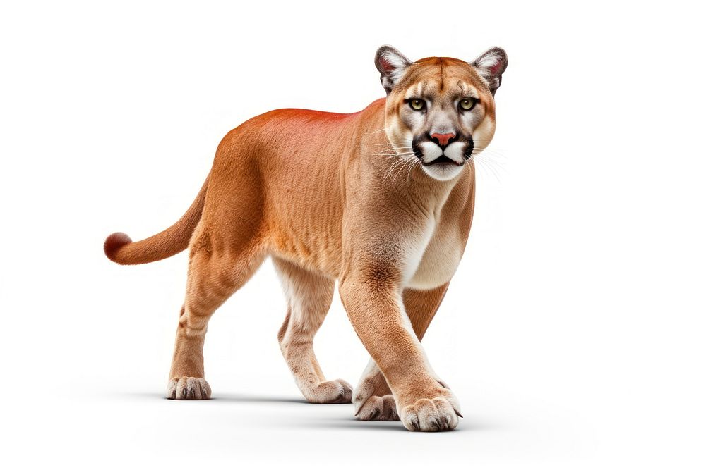 Puma wildlife animal mammal. | Premium Photo - rawpixel
