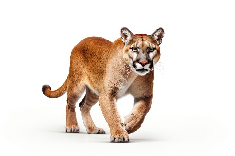 Puma wildlife animal mammal. | Premium Photo - rawpixel