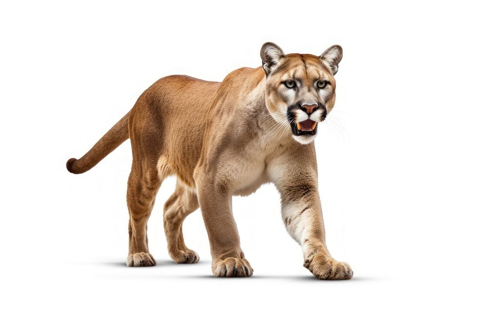 Puma wildlife animal mammal. | Premium Photo - rawpixel