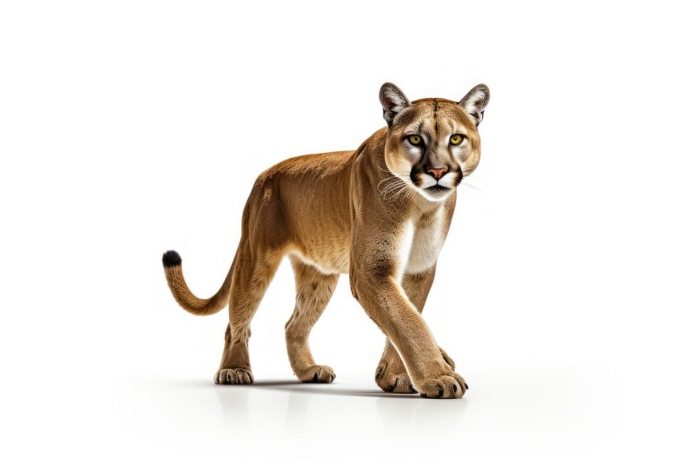 Puma wildlife animal mammal. | Premium Photo - rawpixel
