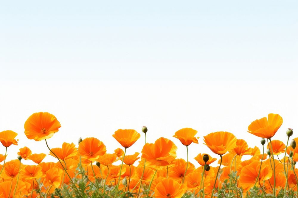 Orange flower field nature backgrounds | Premium Photo - rawpixel