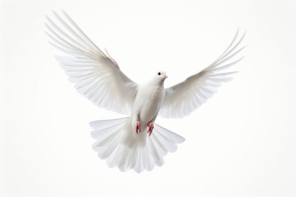 Flying white dove animal bird | Premium Photo - rawpixel